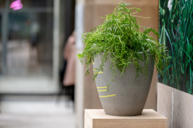 A Battlefield Medicinal Herb Living Green Under the Snow, Susan Blight ...