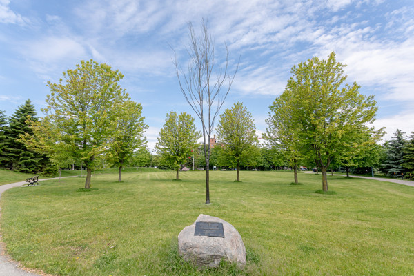 Circle of Trees | ArtworxTO